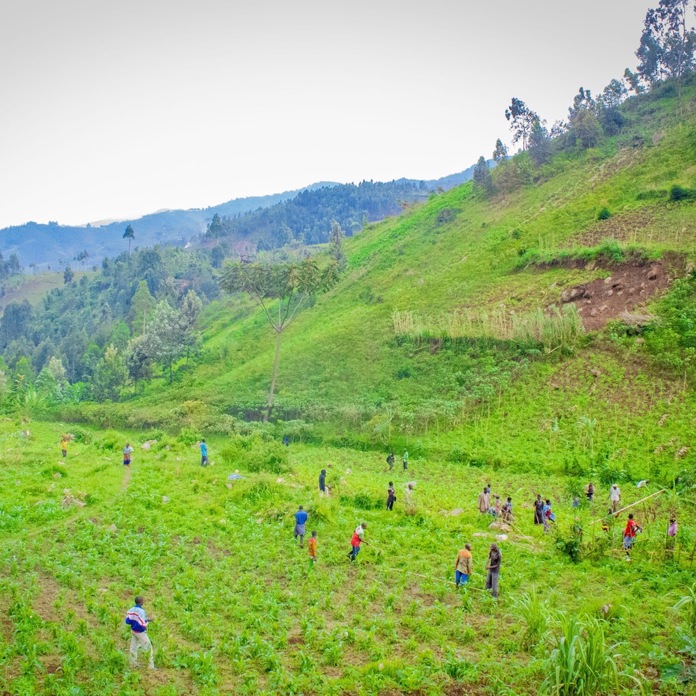Protega-Global Ltd’s trees planted with Treeapp